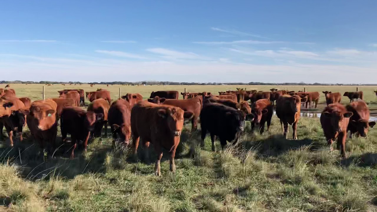 Red Angus calved raised on the Gulf Coast - YouTube