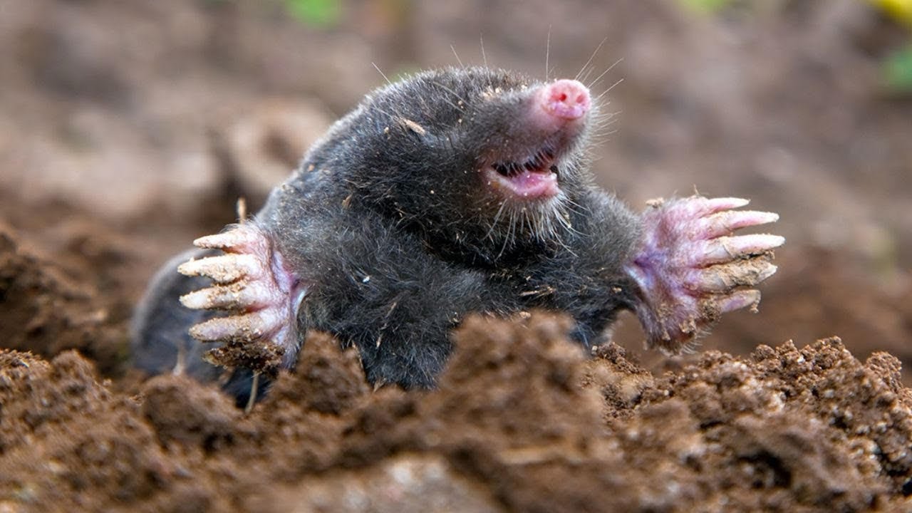 5 Fascinating Mole Facts You Won’t Believe! #Moles #WildlifeFacts - YouTube