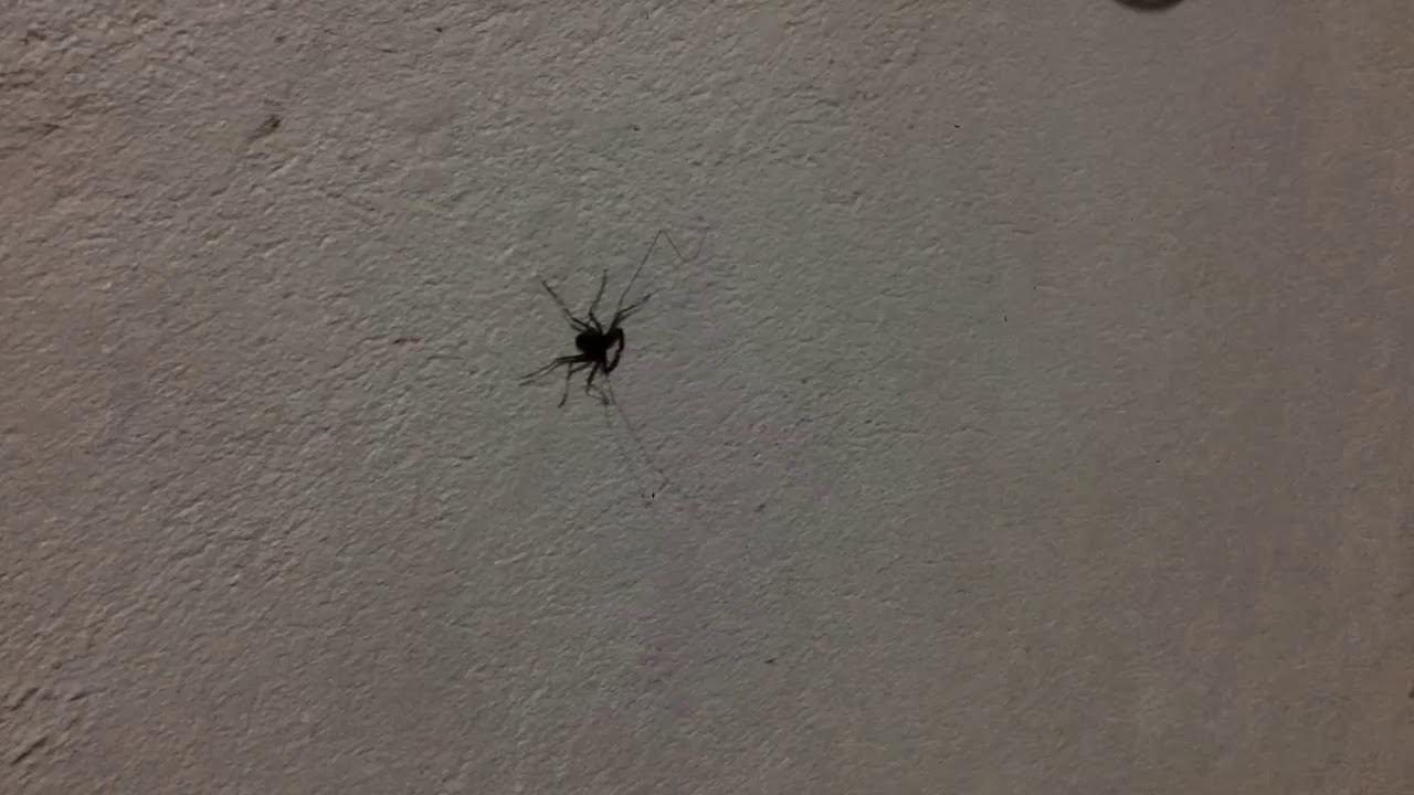 Spider kaka - YouTube