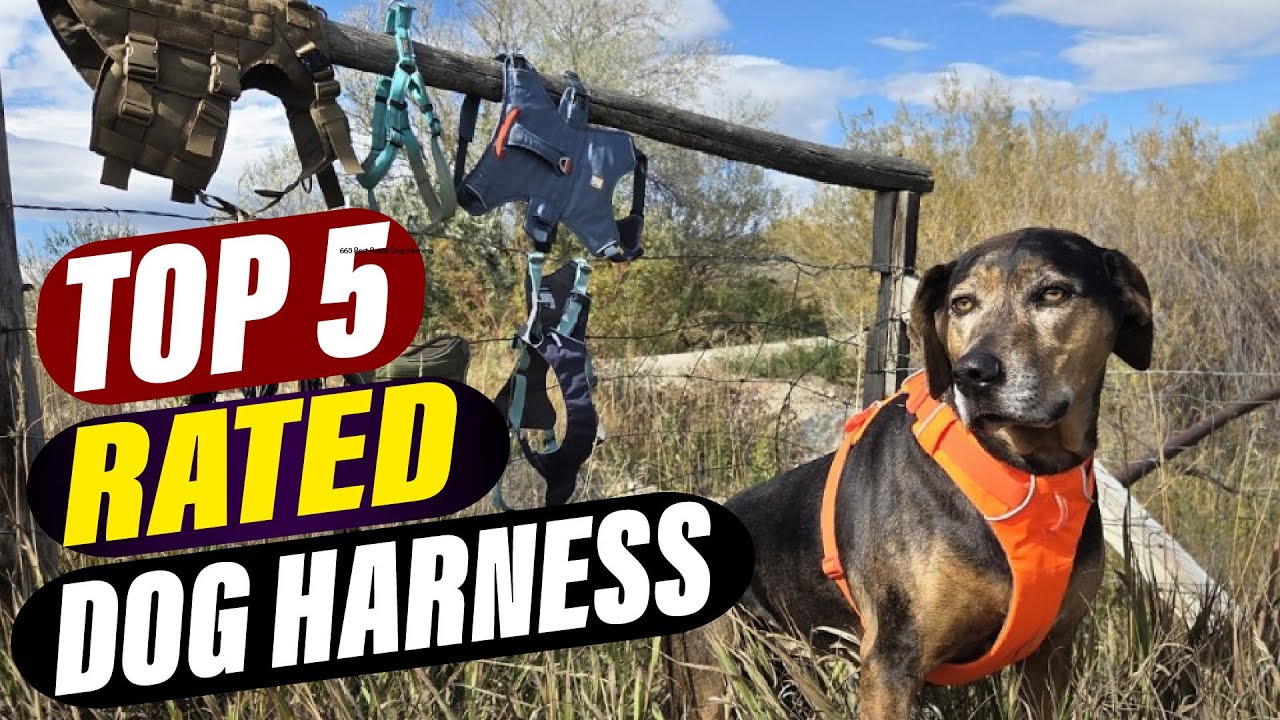 The BEST RATED Dog Harness of 2026? (Top 5 No-Pull & Comfort Harnesses ...