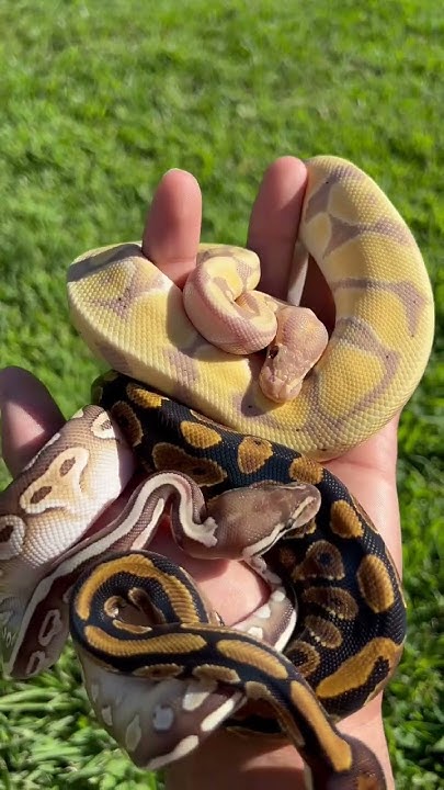 3 COLORFUL Baby Ball Pythons! 😊🐍 - YouTube