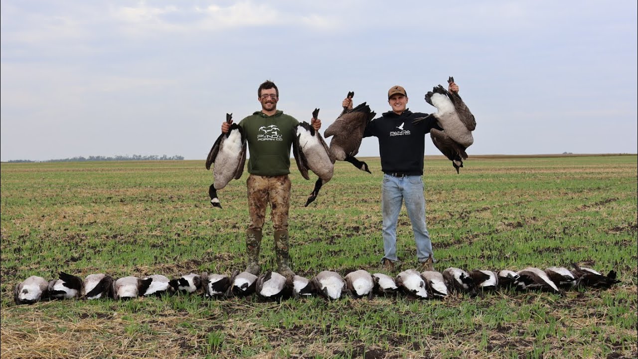 GRASS FIELD HONKERS!!! (25 Birds) - YouTube
