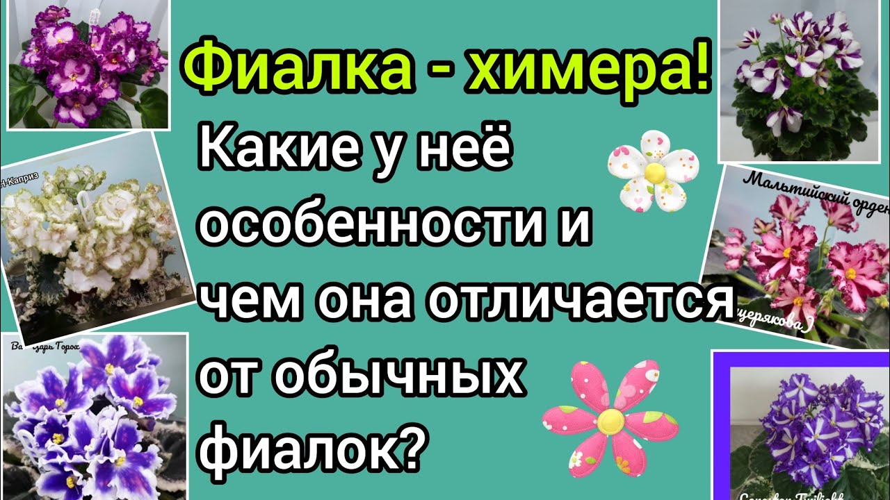 Фиалка - химера! Особенности размножения химеры! Чем она отличается от ...