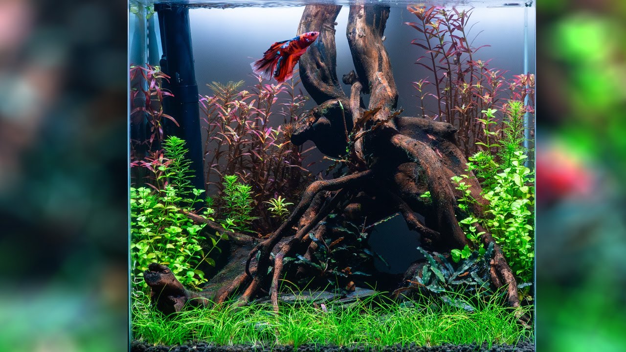 ZAKŁADANIE AKWARIUM 27L HIGH TECH DLA BOJOWNIKA 'KOI' - YouTube