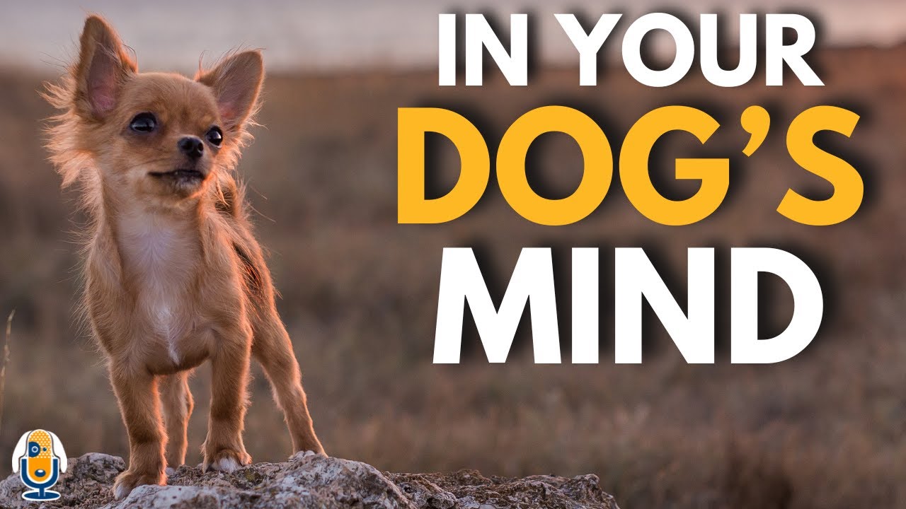 Being Present With Empathy In Dog Training #122 - YouTube