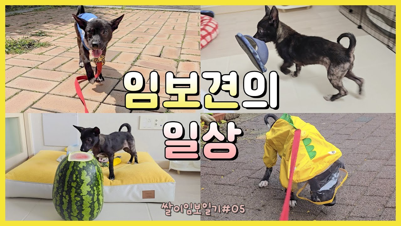 쌀이임보일기 5 L저지레 시작 우중 산책 산책훈련 터치교육 스킨쉽연습 L 1인가구 임시보호 유기견임보 유기견