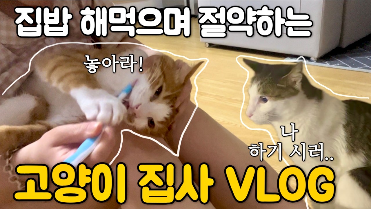 Vlog 일주일 식비 3만원으로 한식만 먹은 절약 일상 브이로그 교촌치킨 만들기 · 잡채 · 닭볶음탕 · 열무비빔국수