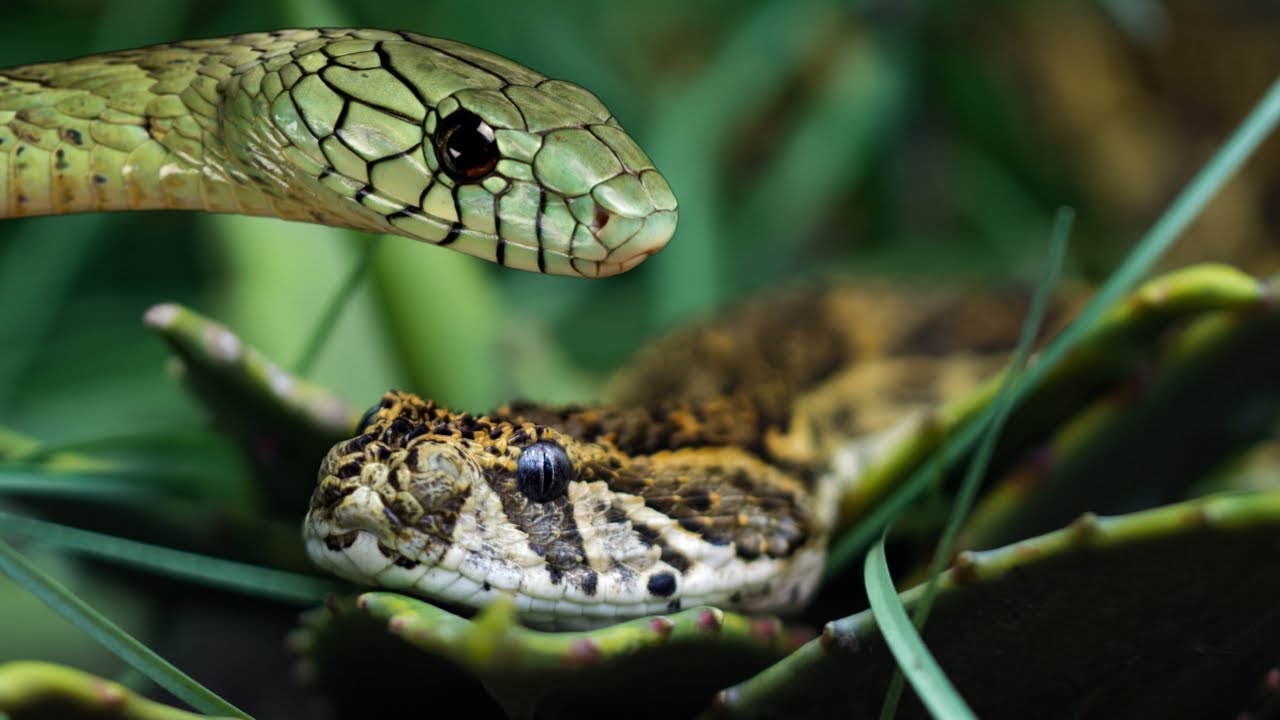 Unboxing Deadly Mambas and Puff Adders! - YouTube