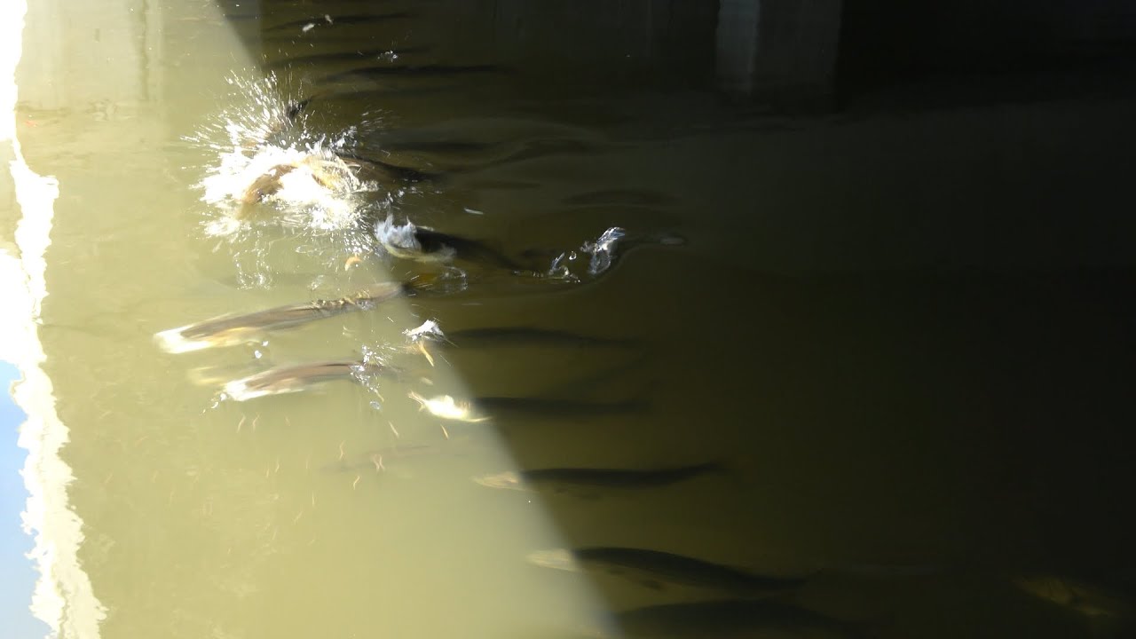 Amazing Snook footage (Glass Minnow feeding frenzy!!!) - YouTube
