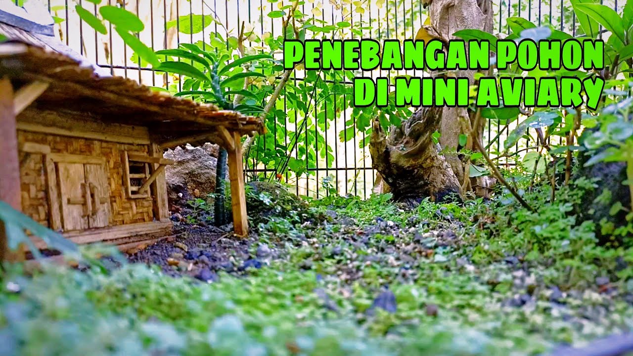 PENEBANGAN POHON DI MINI AVIARY - YouTube