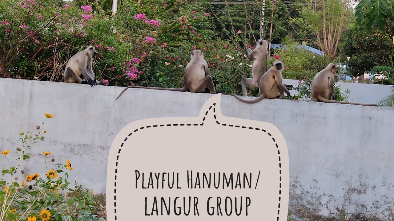 NTPC RIHAND NAGAR TOWNSHIP HANUMAN LANGUR - YouTube