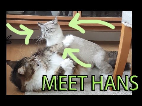 Hans da house cat - YouTube