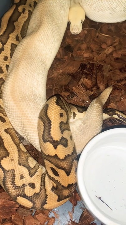 Two Ball Pythons Breeding🐍 - YouTube