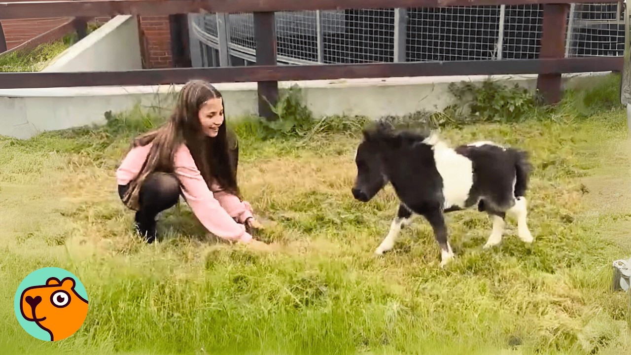 Tiniest Dwarf Horse Acts Like The Biggest Boss | Cuddle Buddies - YouTube