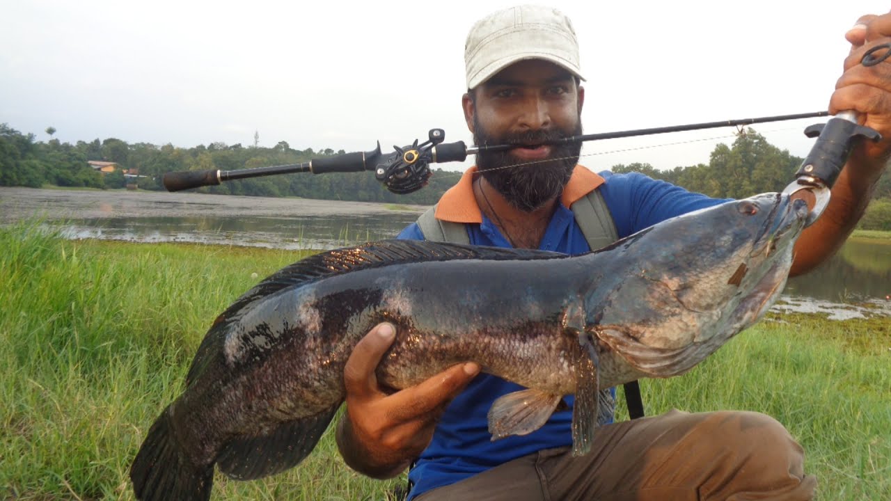 A monster snakehead fish (A giant Channa Diplogramma) - YouTube