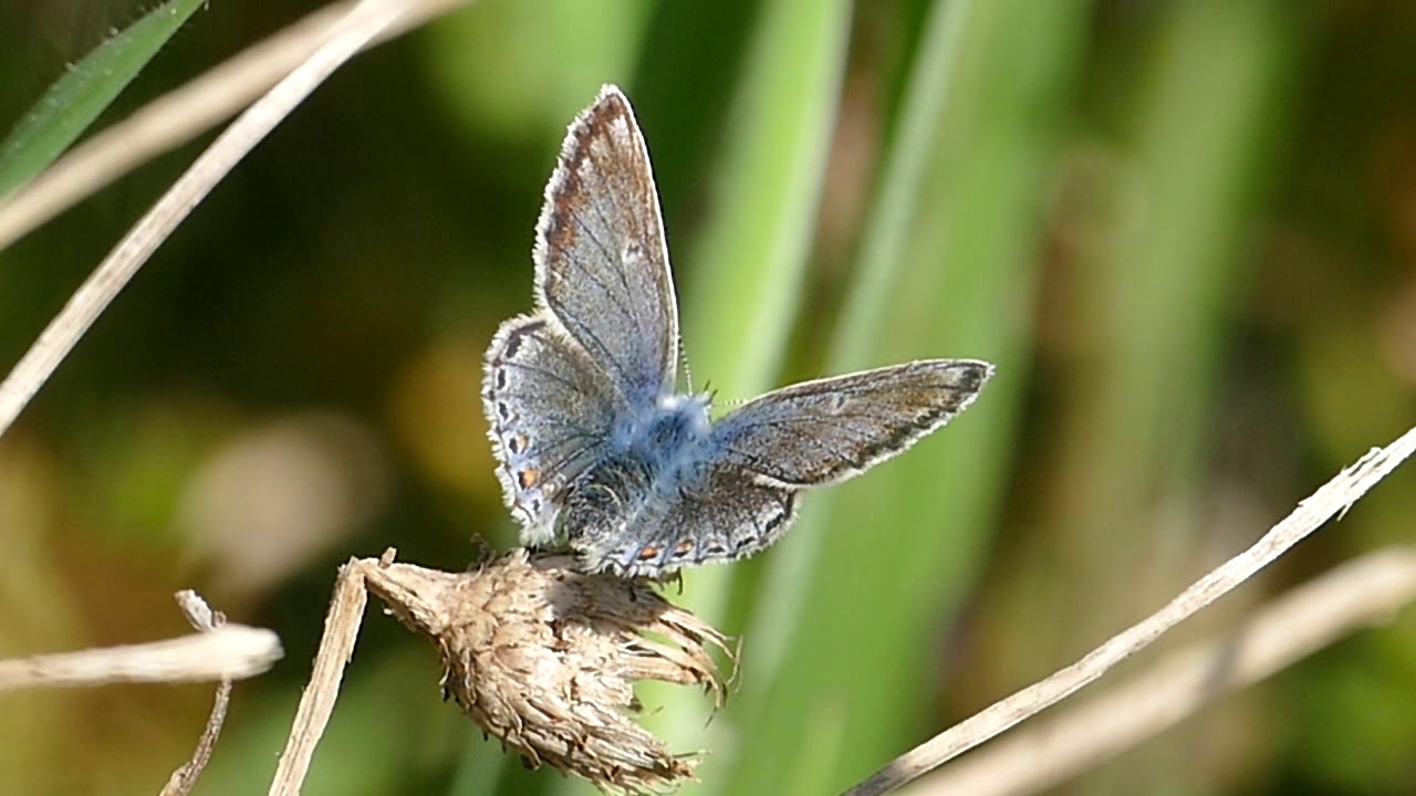 Female Common Blue butterfly, Northants 1st June 2019 - YouTube