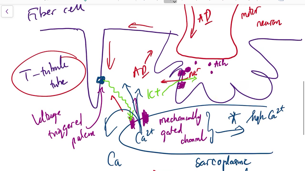 Muscle contraction. From action potential to force - YouTube