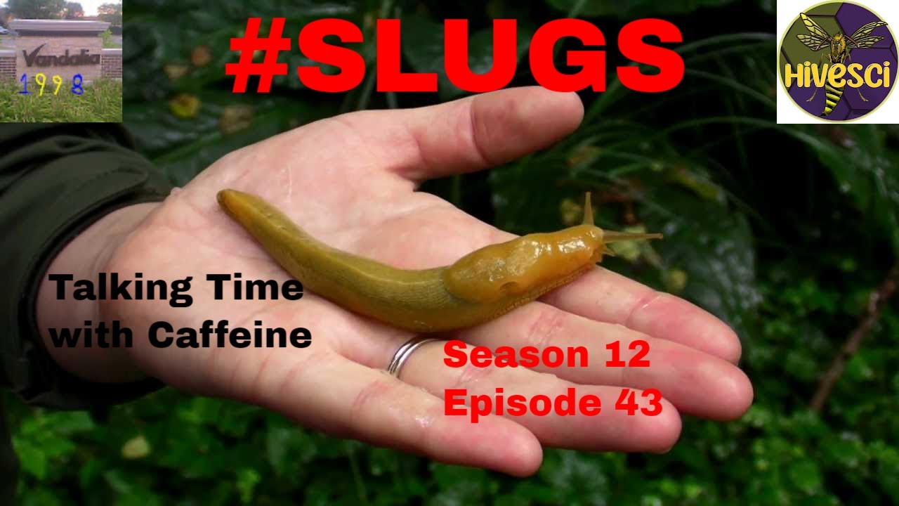 #Slugs (Talking Time with Caffeine S:12 E:43) /w @HiveSci - YouTube
