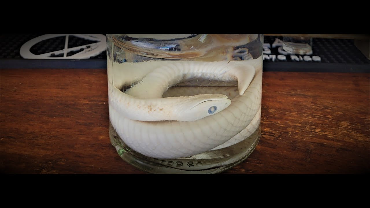 The Famous Viper Rum Shot - YouTube