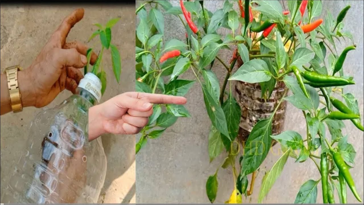 how to grow hari mirch plant at home |grow green 🌶 chillies in home ...