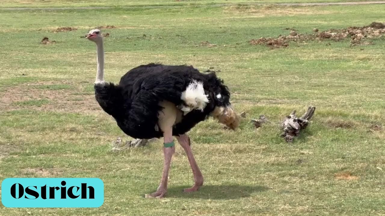 Ostrich Birds for Kids~Science~Animals - YouTube