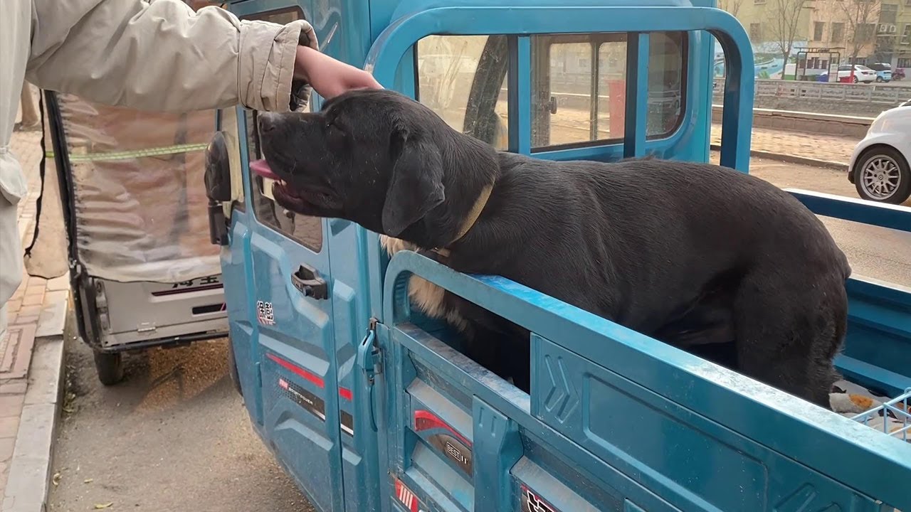 The stray dogs are cared for by kind people and lead a healthy and ...