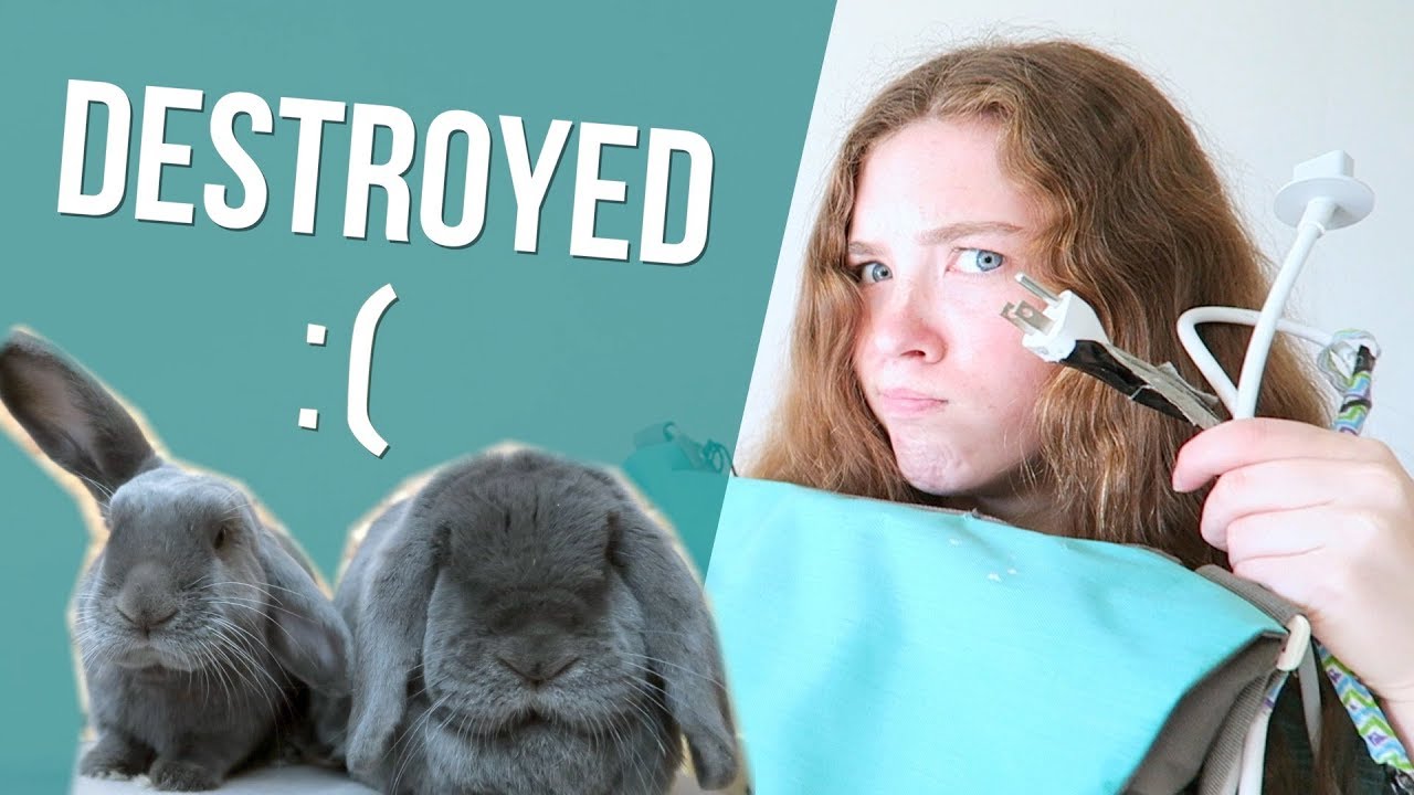 Things My Rabbits Have Destroyed - YouTube