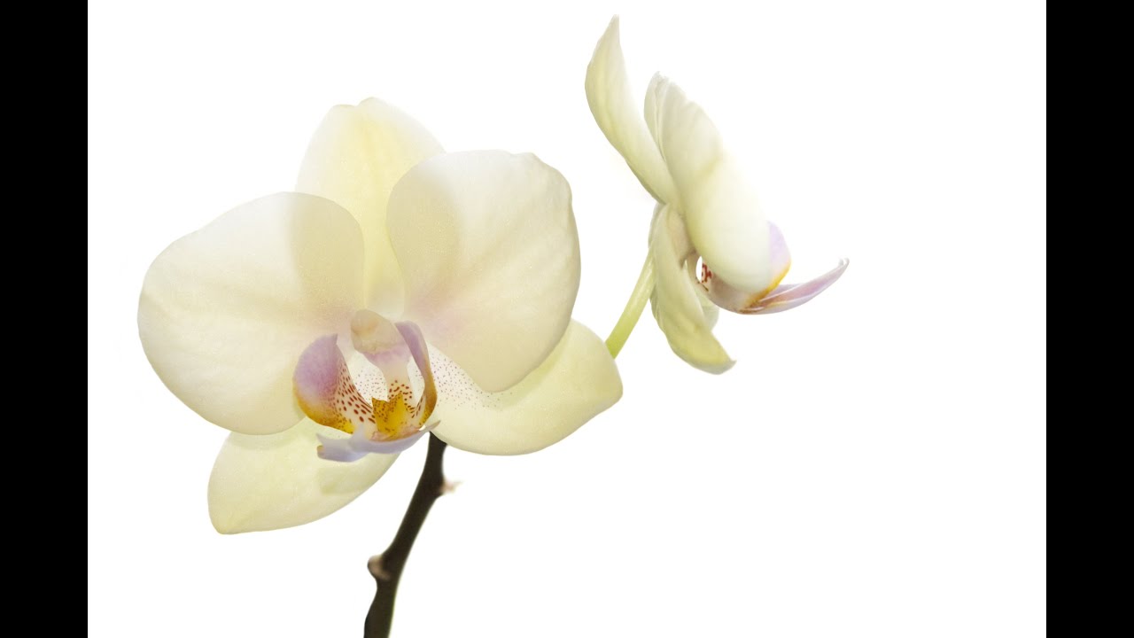 Will You Grow Show: 6 Signs of Emotional Sabotage: with Angelique Medow ...