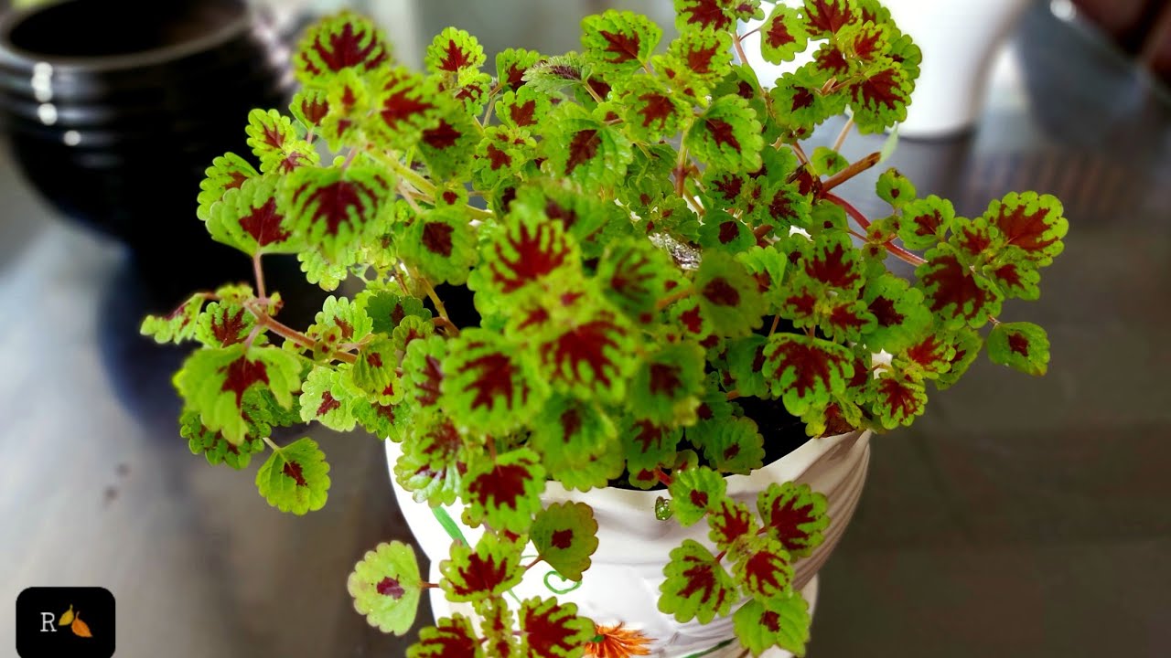 Growing miniature Coleus using stem cuttings - YouTube