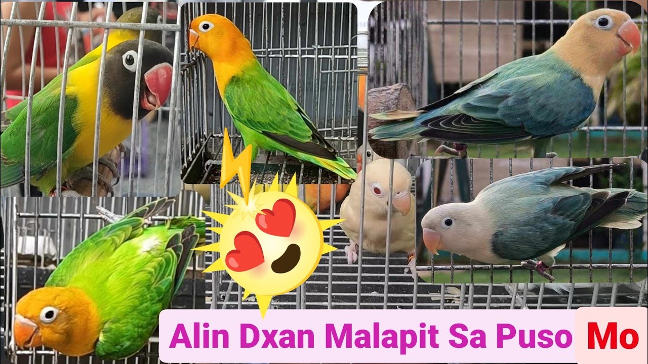 Vlog372 Aqua Opa B2🦜Aqua Opa B1/Dun Fallow🦜Green Opa YF Poss/Dilute🦜😍😍 ...