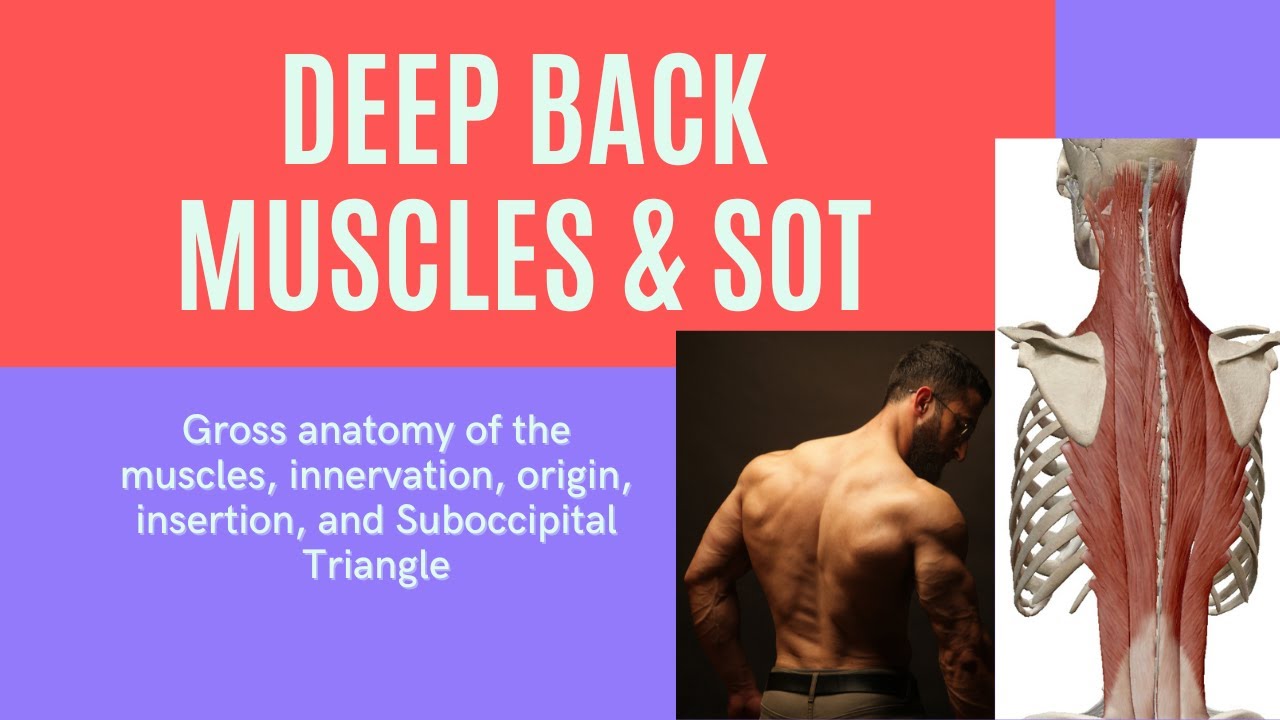Deep Back Muscles and SOT gross anatomy #anatomy - YouTube