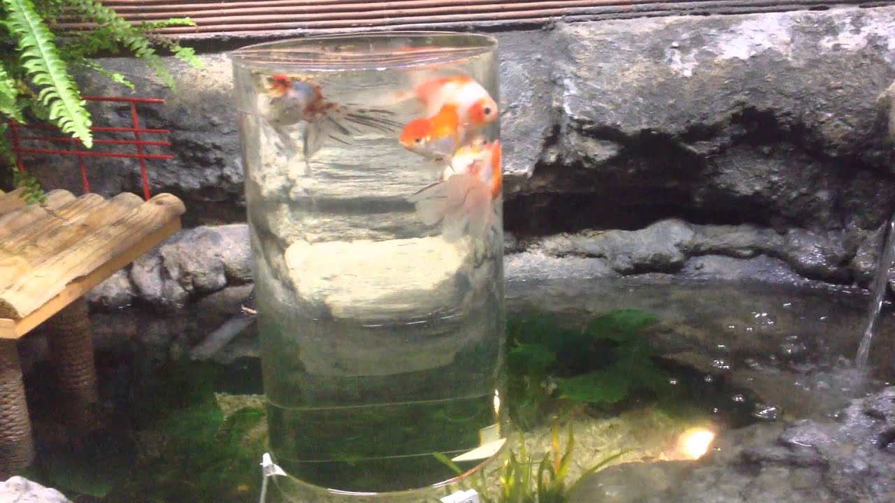 Michigan bottomless fish pond - Trosplum