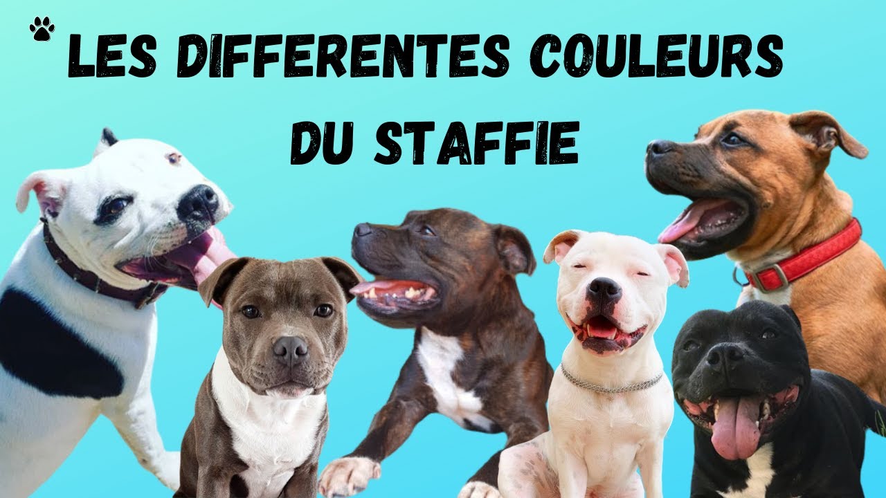 LES DIFFÉRENTES COULEURS DU STAFFIE // STAFFORDSHIRE BULL TERRIER ...