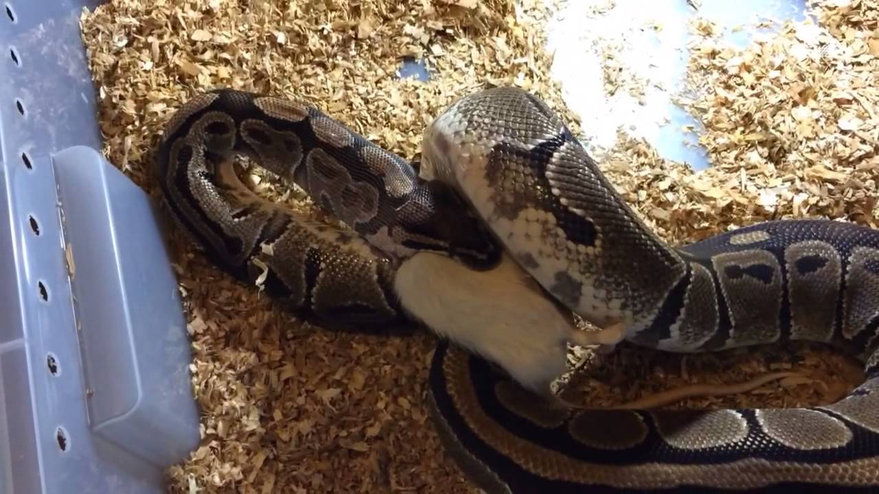 Female Ballpython eating rat time-lapse - YouTube