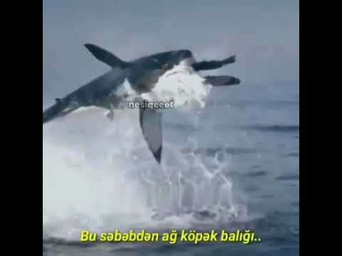 Akulalar oyagdilar yatmiyib - YouTube