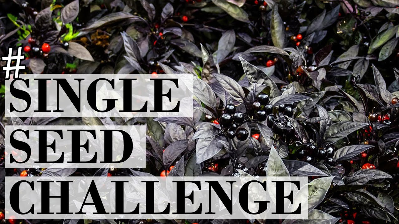 Single Seed Challenge 2022 | Growing A Gardener - YouTube