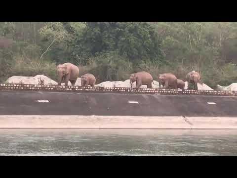 Rishikesh chilla road - YouTube