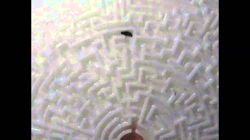 Leech in Maze - YouTube