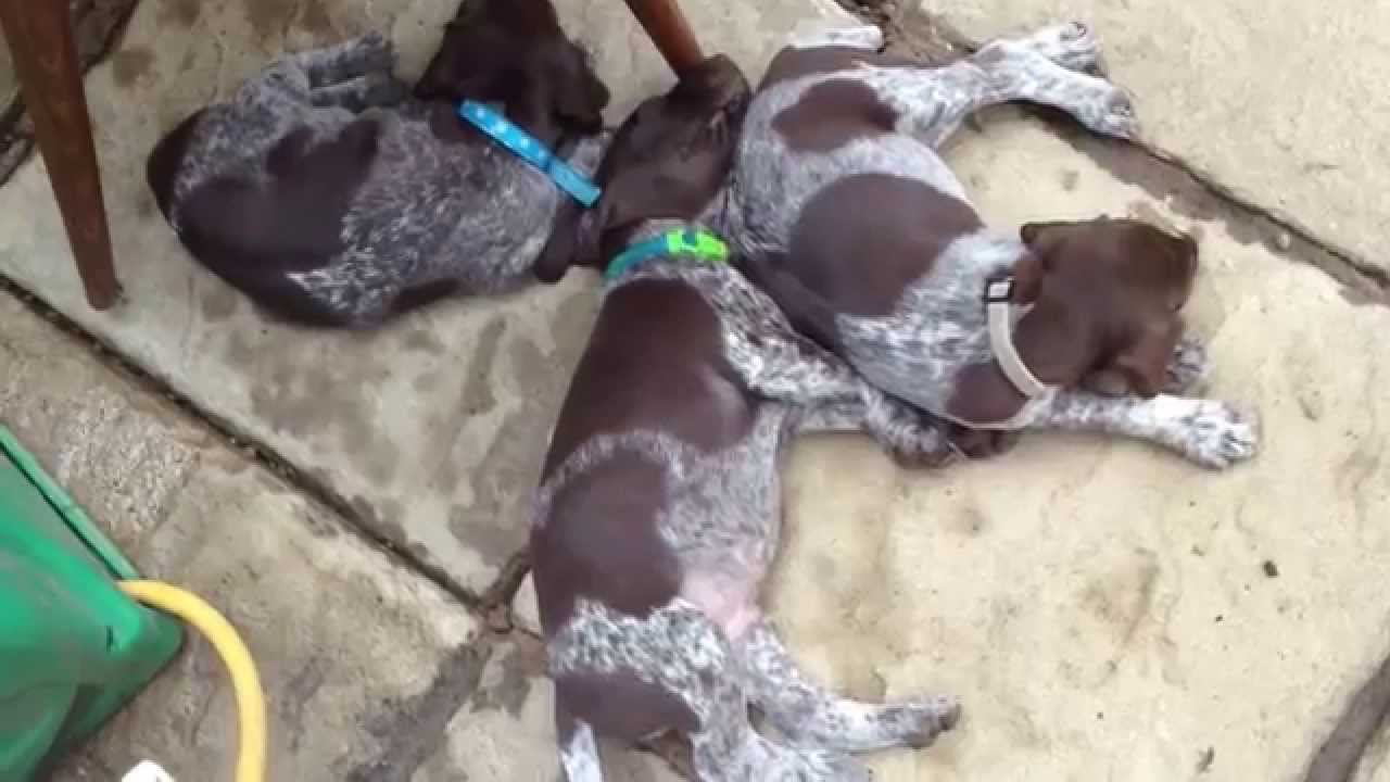 German Shorthaired Pointer Puppies Sleeping - YouTube