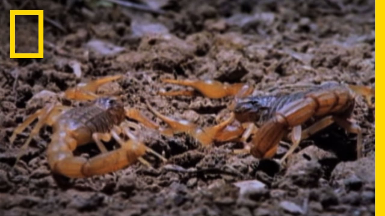 Cannibal Scorpions vs. Shrew | National Geographic - YouTube