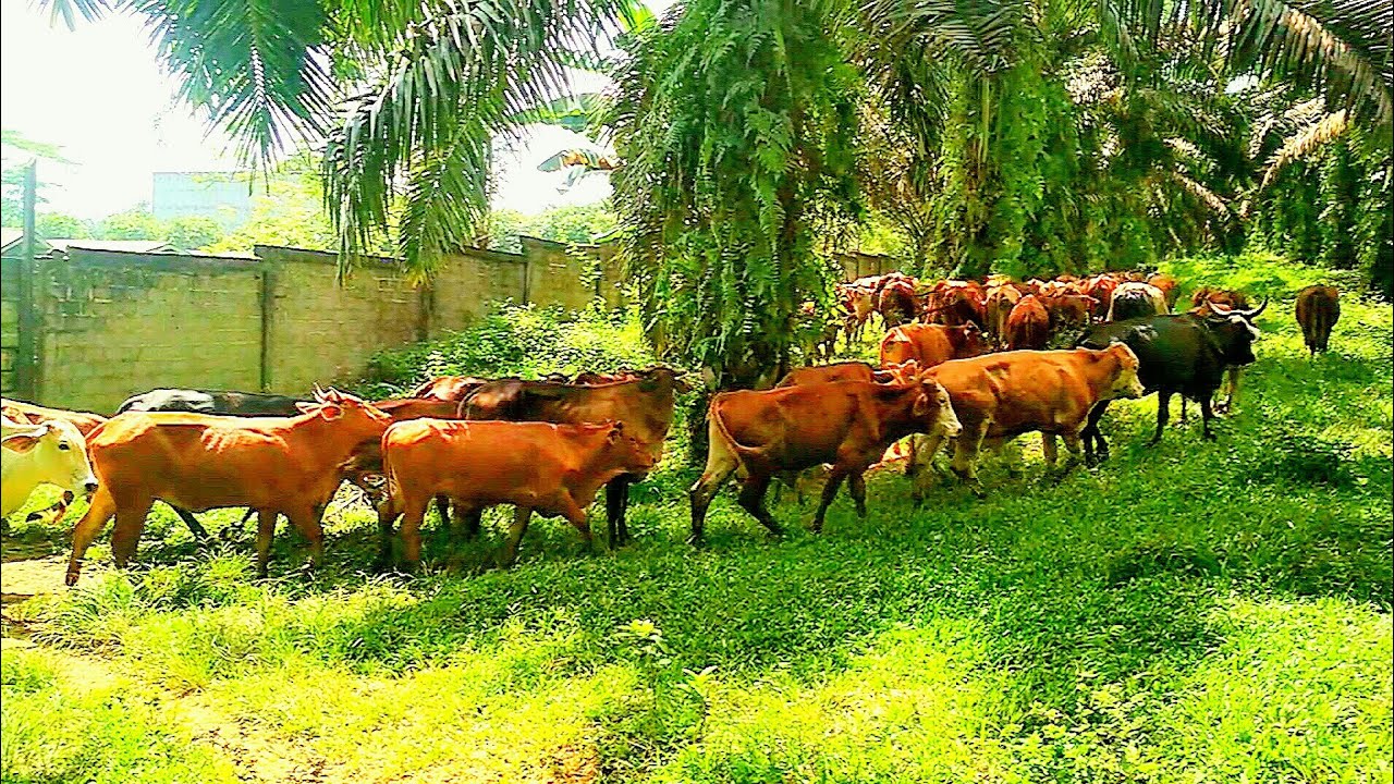 PETERNAK SAPI LEMBU LIARAN | BREEDING FARM - YouTube