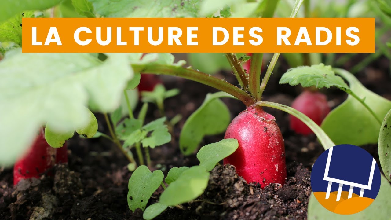 Comment cultiver des radis facilement : étapes simples pour une récolte ...