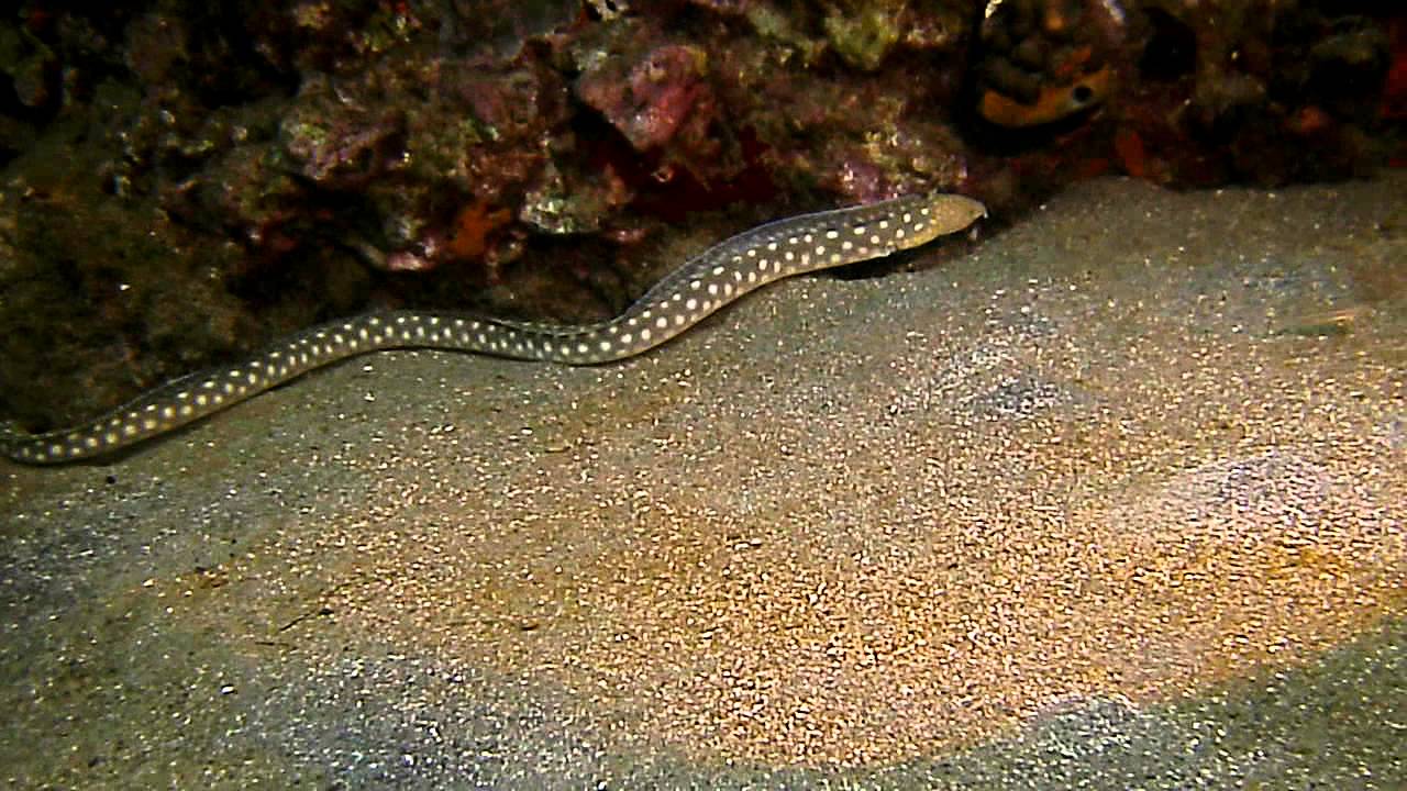 Snake Eel taken with the SeaLife DC1400 underwater camera - YouTube