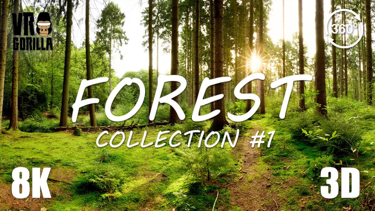 Forest Collection (short) #1 - Jungle, Autum, European Summer Forest - 8K 3D Virtual Reality 360 ...