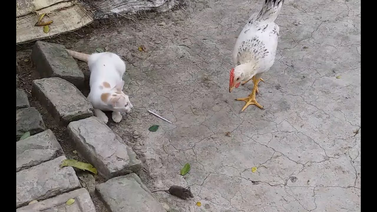Cat vs Hen. Cat is playing with Rat. #hen #cat #rat #subscribe - YouTube