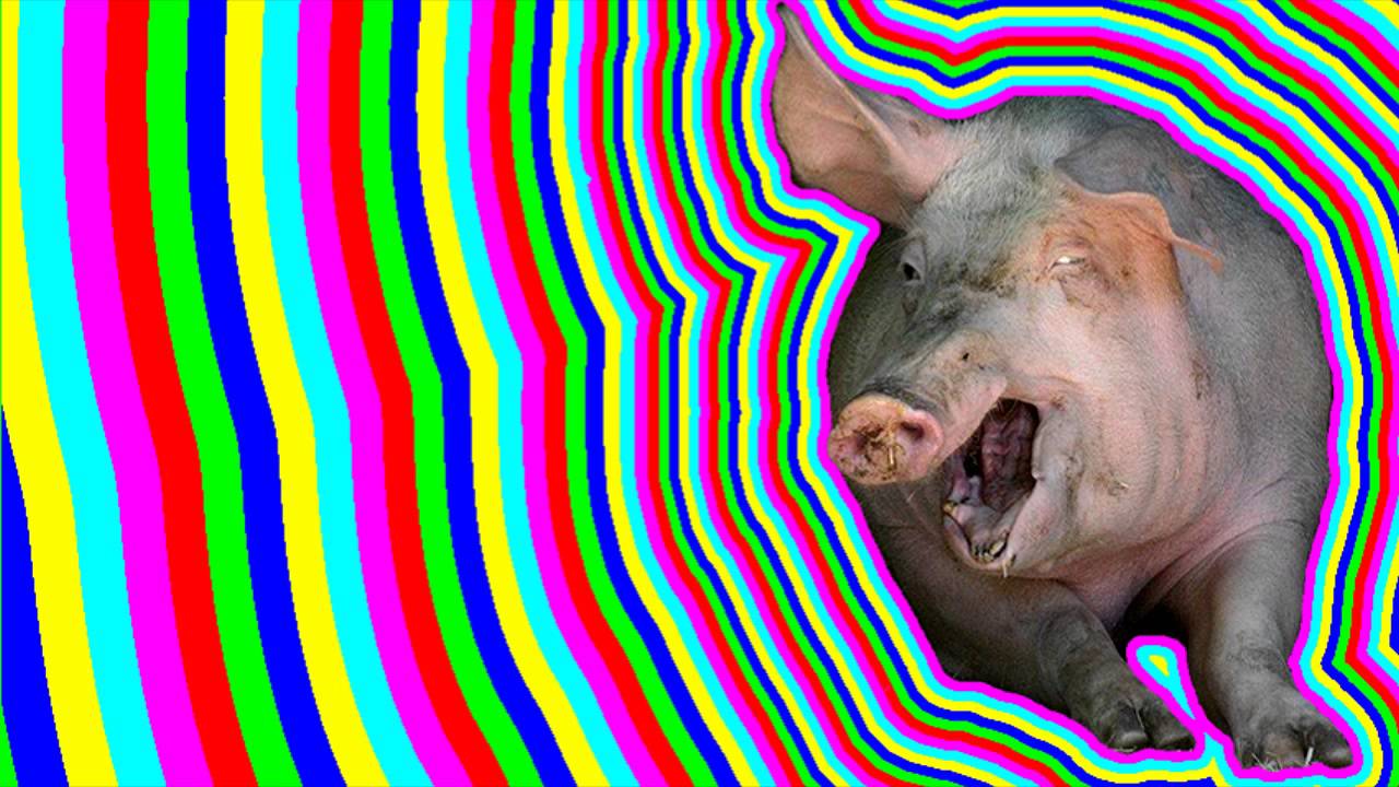 Pigs On Drugs - Pig In the Nuclear Wind - YouTube