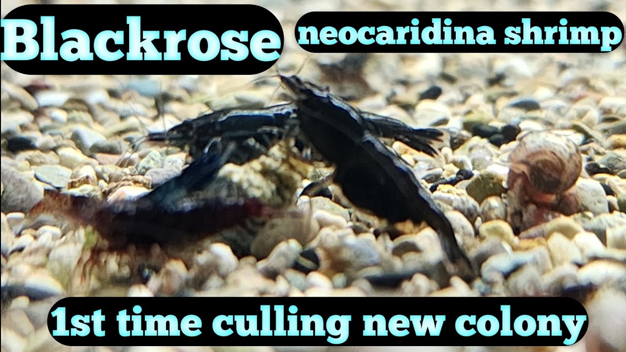 Black Neocaridina Shrimp - Blackrose Shrimp Tank - YouTube