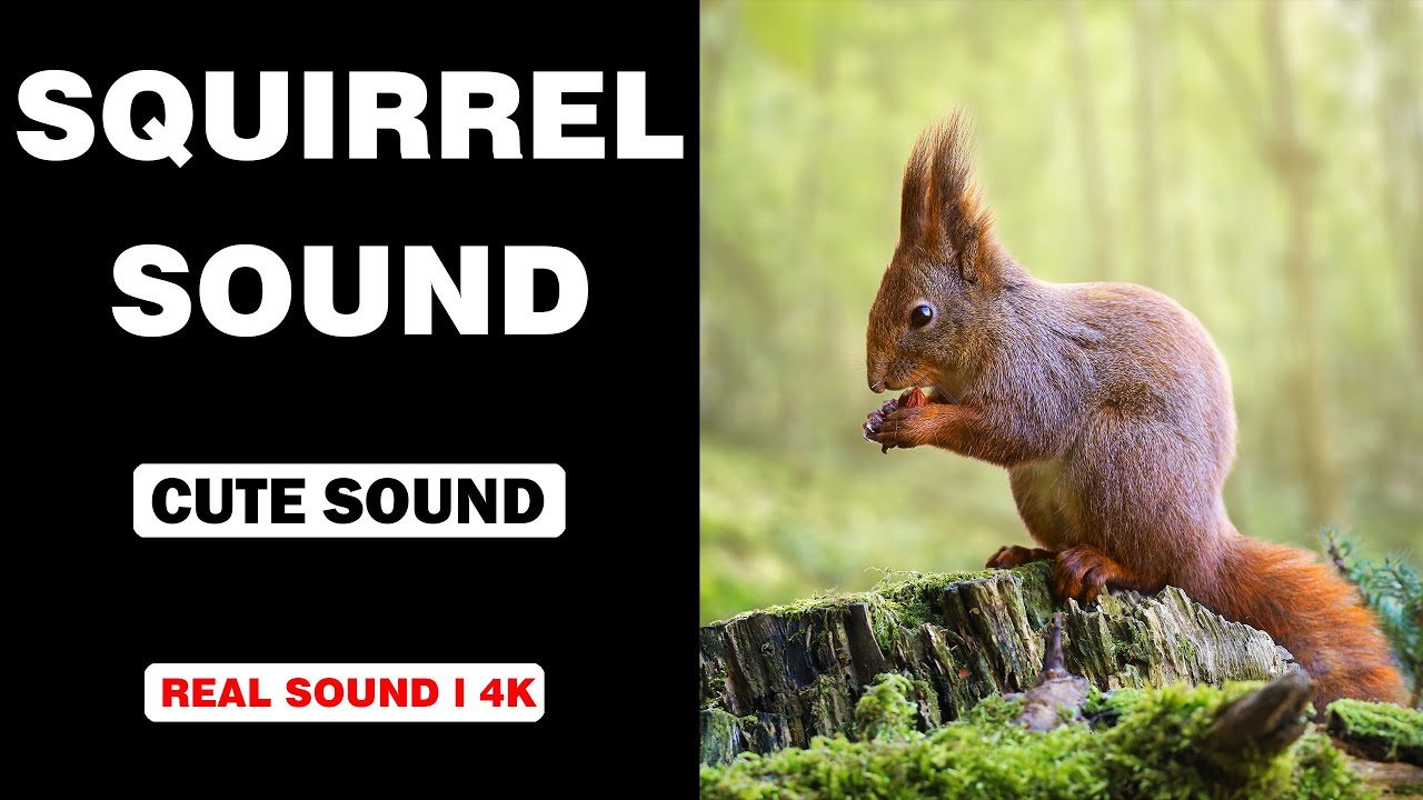 Real Squirrel Sounds | High Quality | Cute Squirrel Sound Experience ...