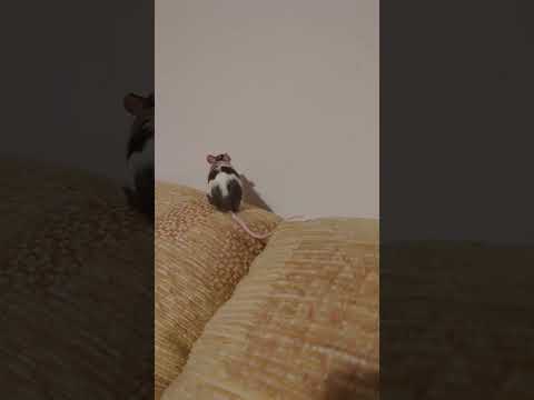 Pet mouse running across the sofa in slow motion. - YouTube