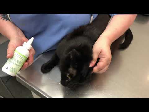 How to apply ear medication to your cat. - YouTube
